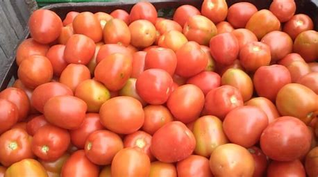 Tomato (box) size A | VIVASAYI FRESH